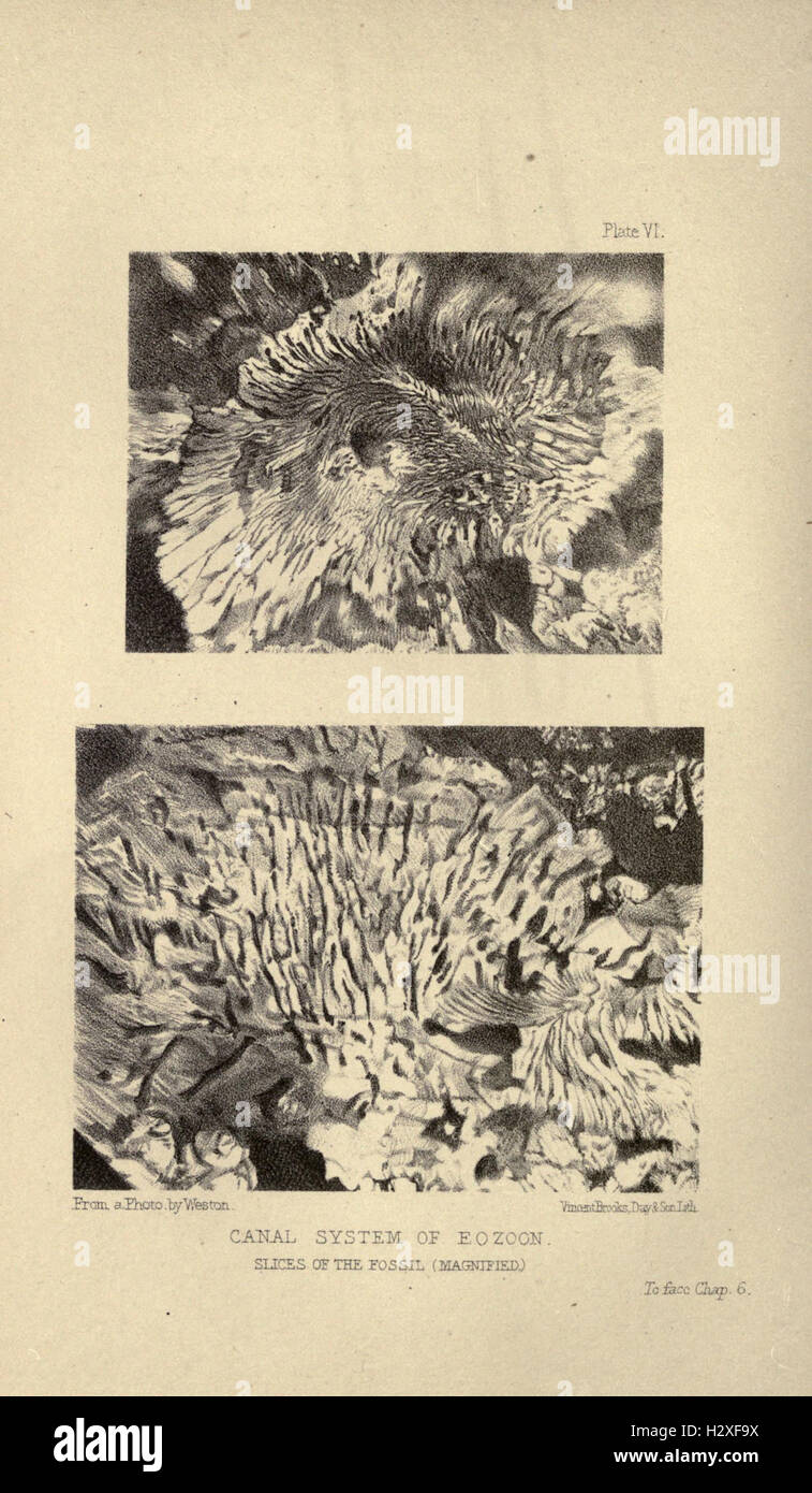 This work examines the early stages of life on Earth, focusing on the ...