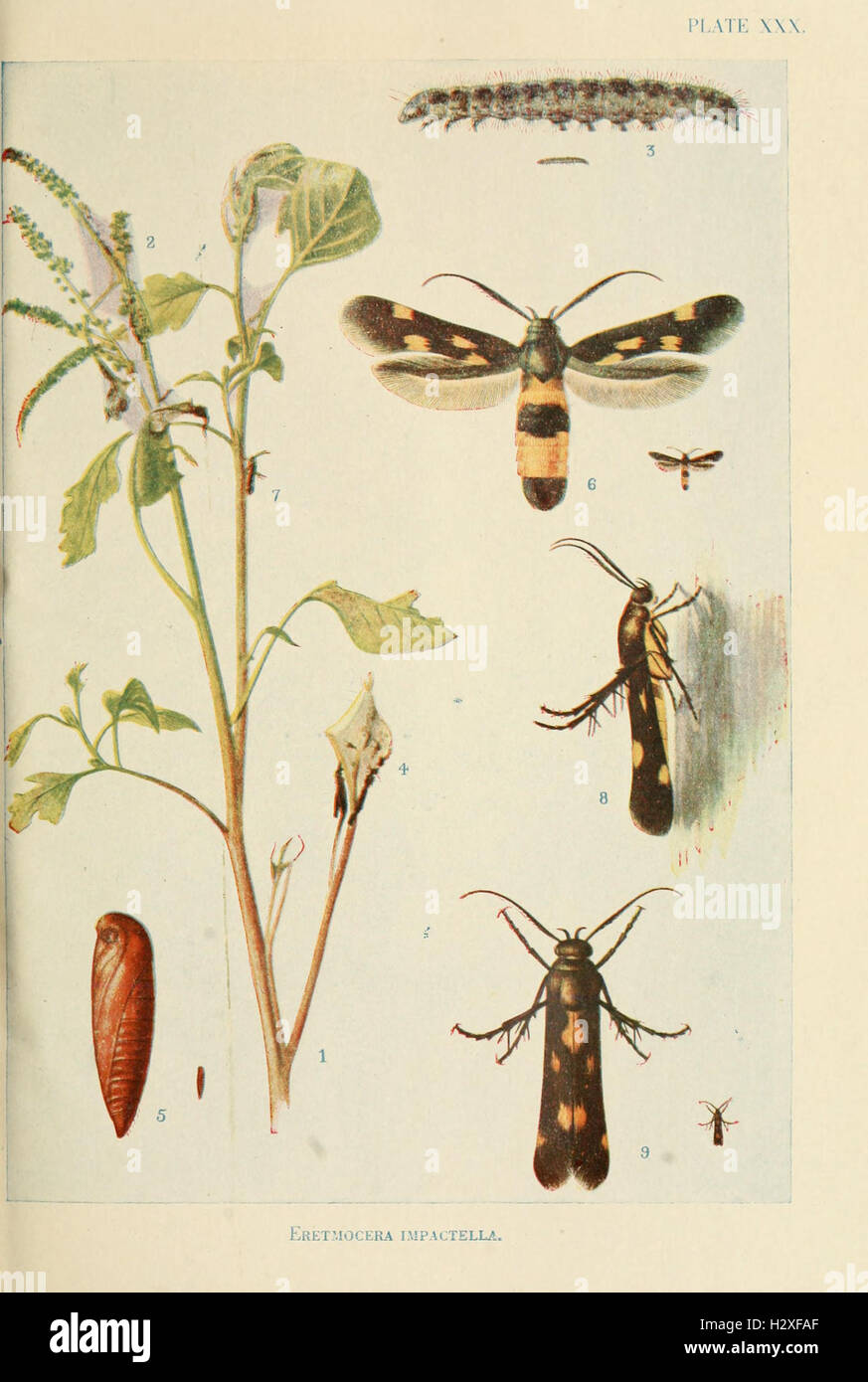 This work details the life histories of various Indian insects ...