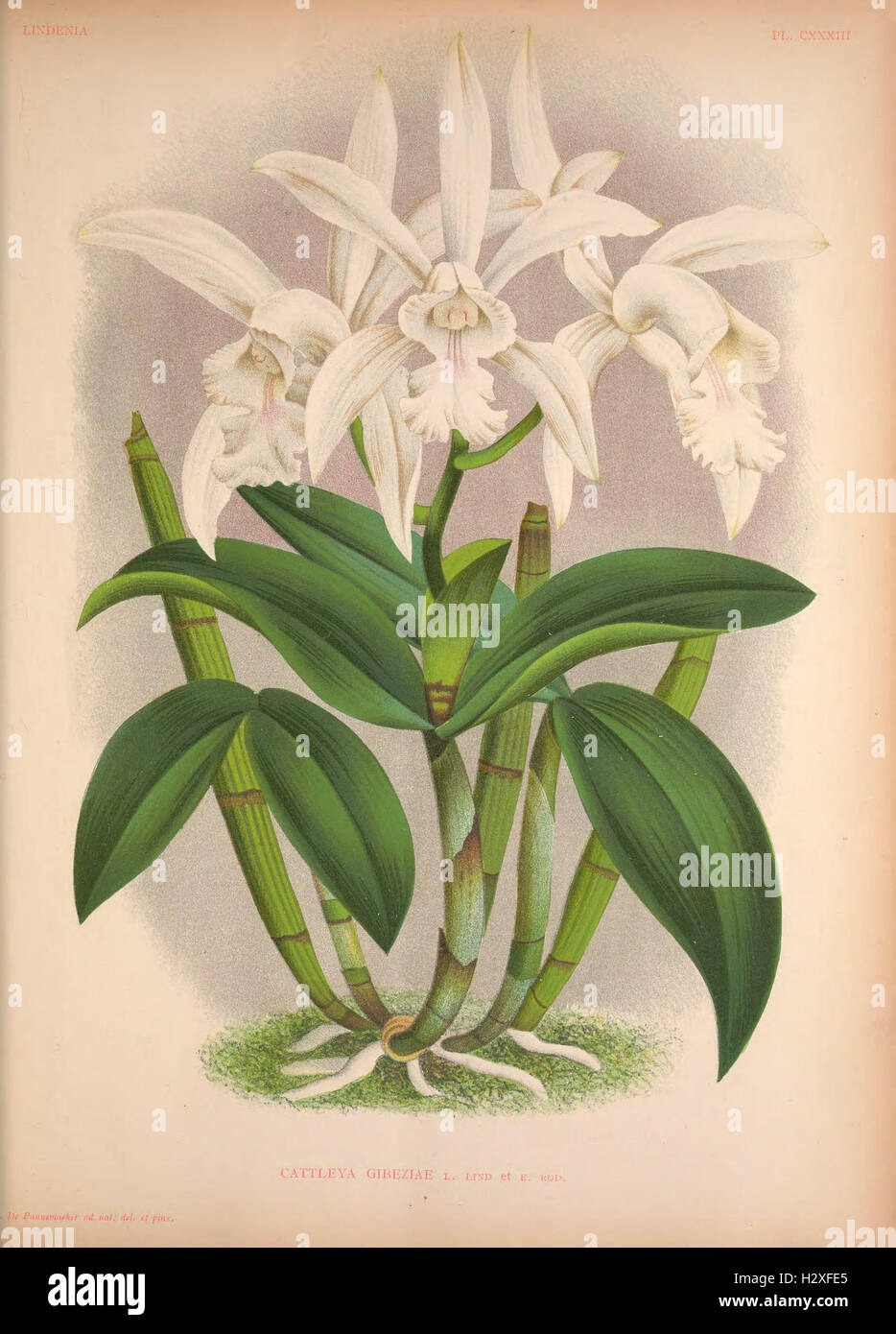 This work showcases detailed illustrations of orchid species, focusing ...