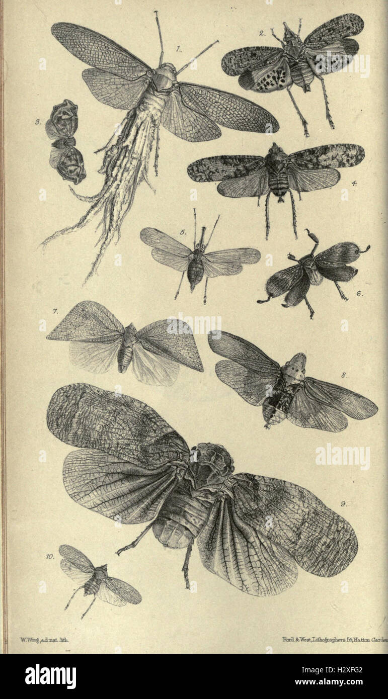 A catalog listing homopterous insect species housed in a museum ...
