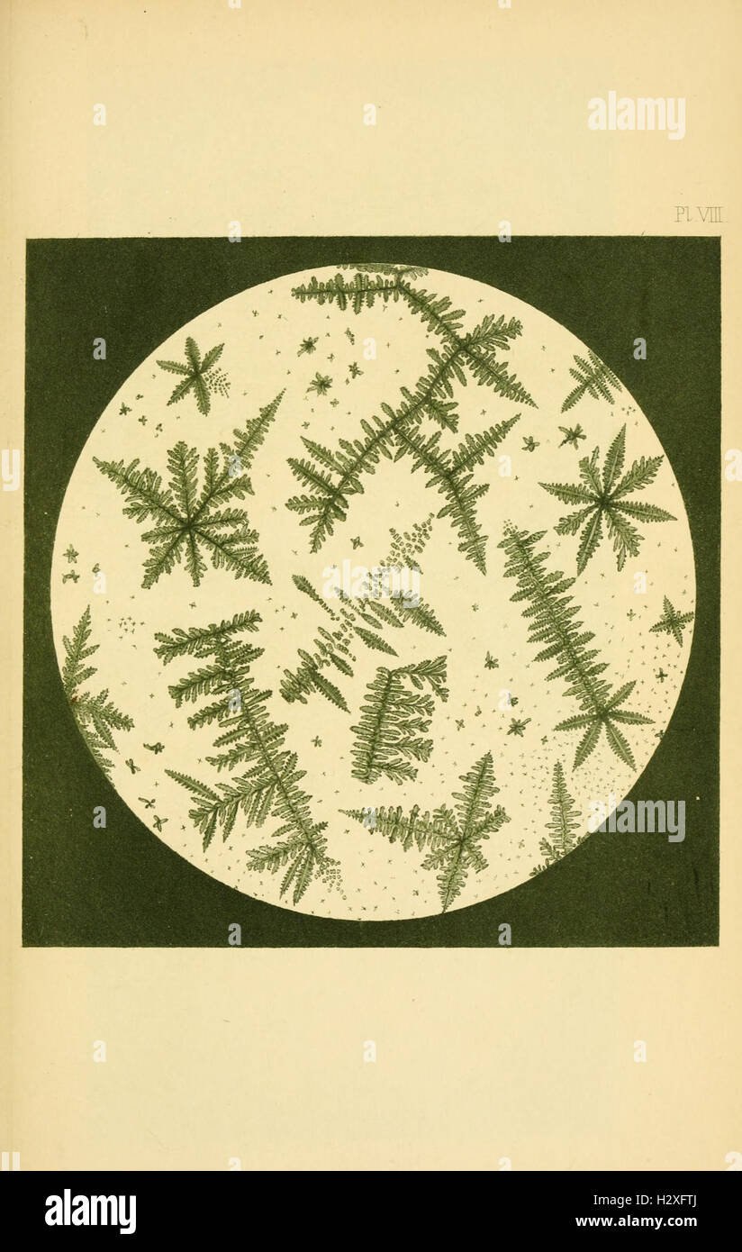 Archives néerlandaises des sciences exactes et naturelles BHL71 Stock ... Archives néerlandaises des sciences exactes et naturelles BHL71 Stock ...