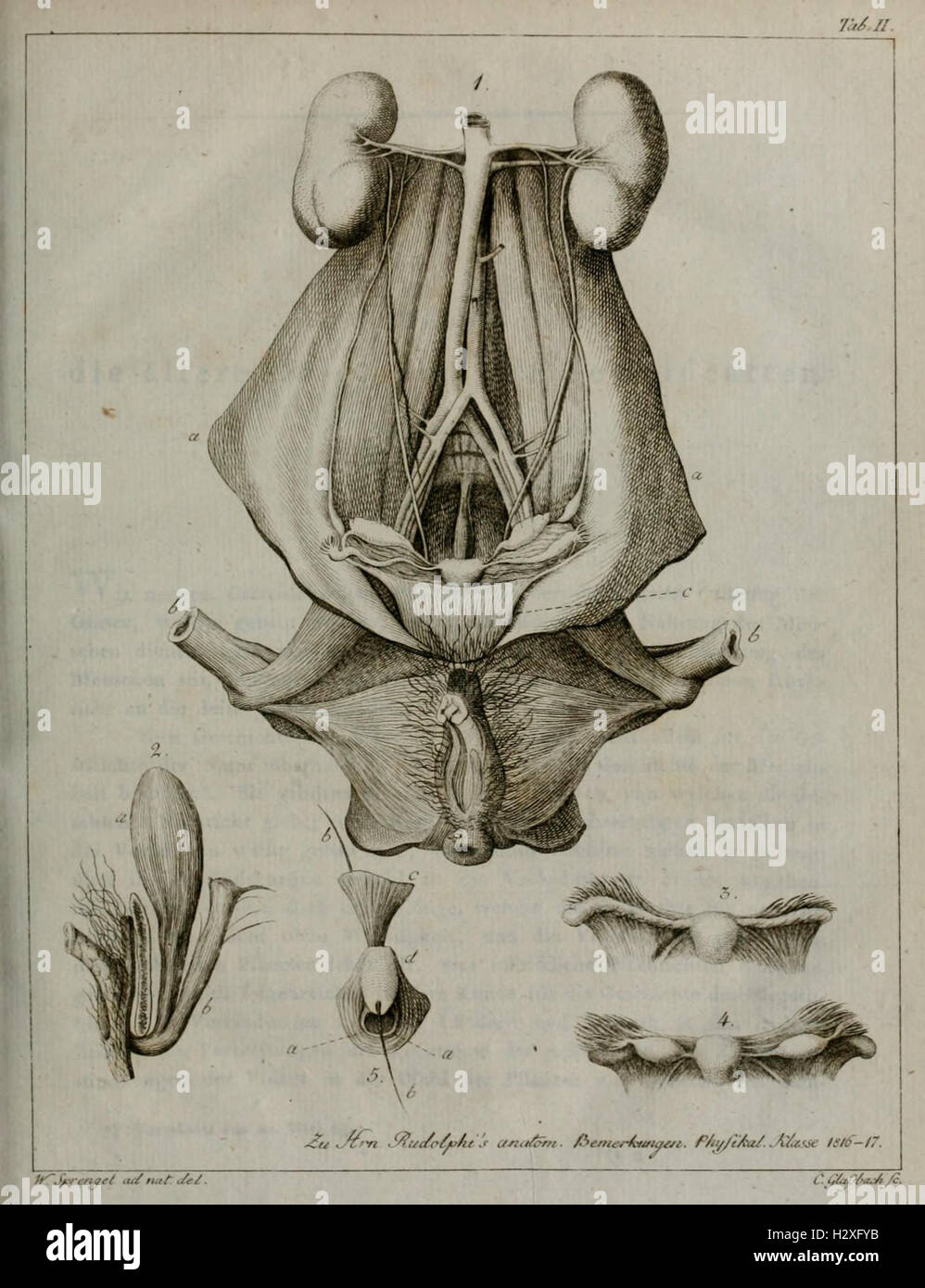 A publication from the Royal Prussian Academy of Sciences, presenting ...