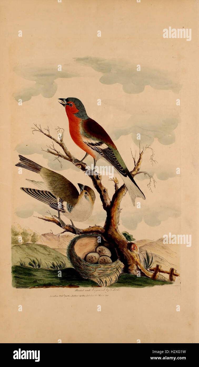 This illustration from 'Lord’s Entire New System of Ornithology ...