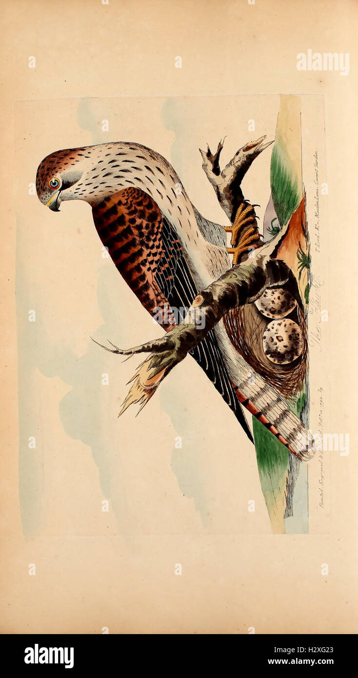 This work presents a comprehensive system of ornithology, detailing the ...