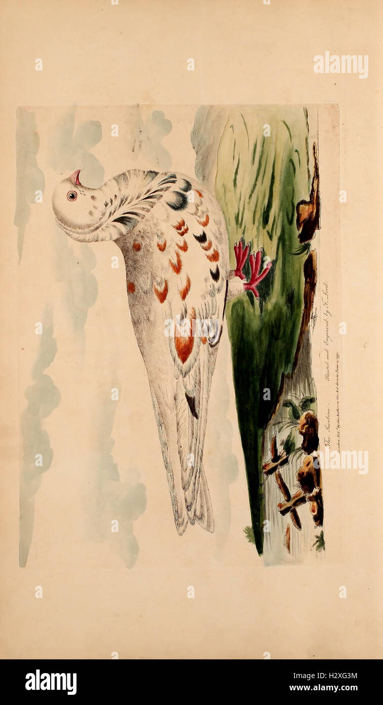 A comprehensive guide to British birds, offering a detailed history ...