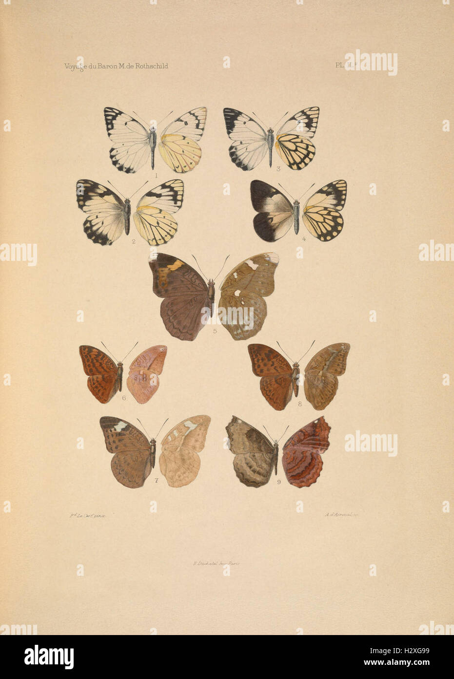An illustrated work on Lepidoptera, focusing on the depiction and ...