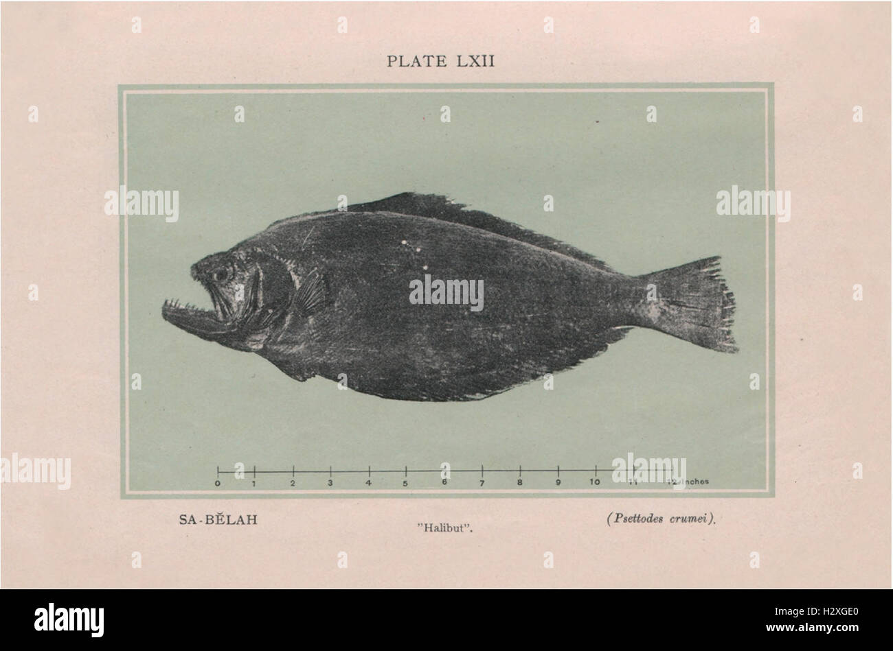 A collection of fish species from the Malay Archipelago, illustrating ...