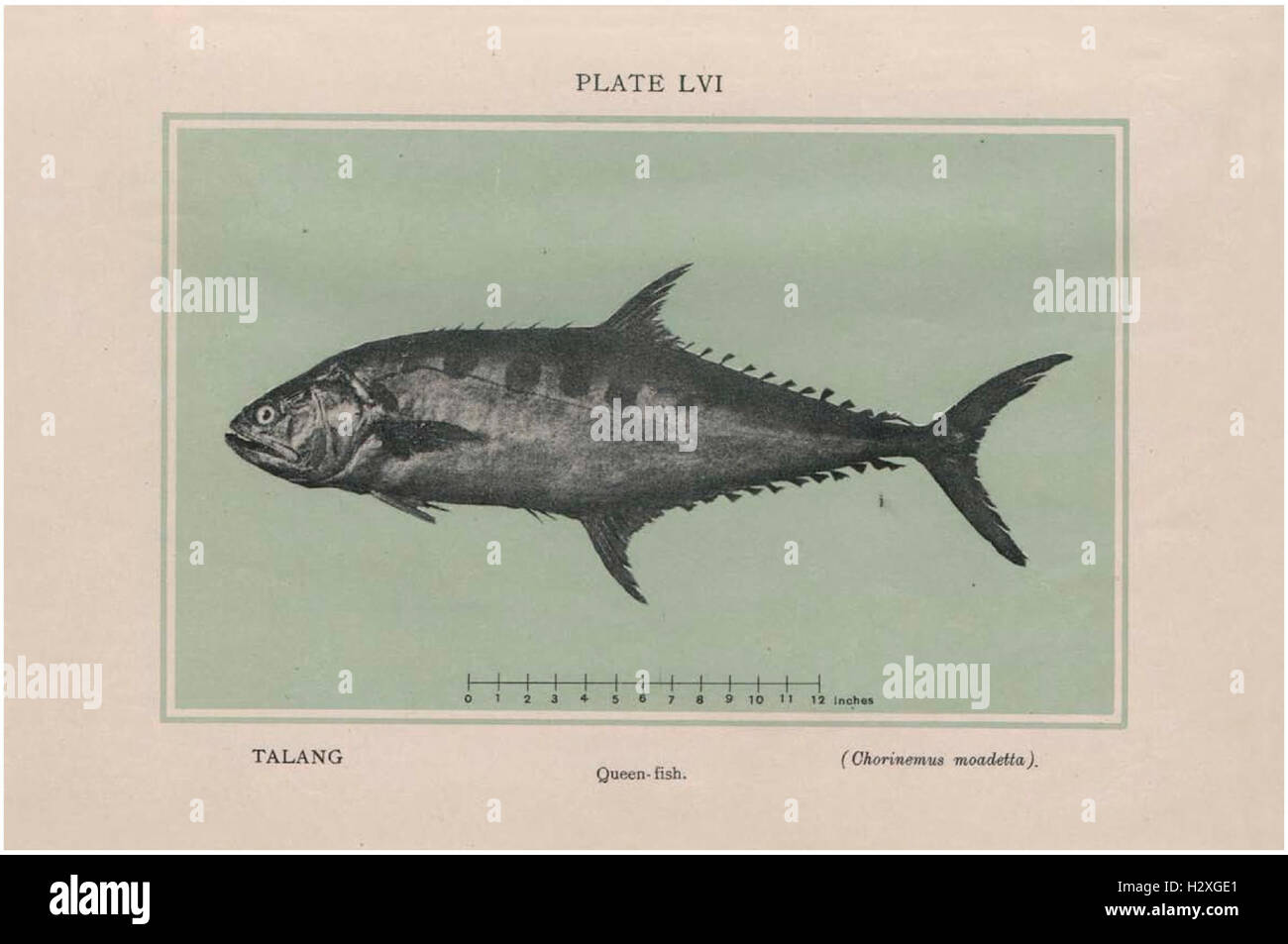 Malayan Fishes (Plate LVI) depicts various species found in the Malay ...