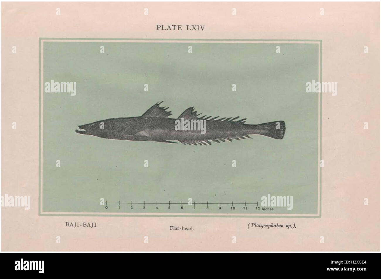This plate depicts a variety of fish species native to the Malayan ...