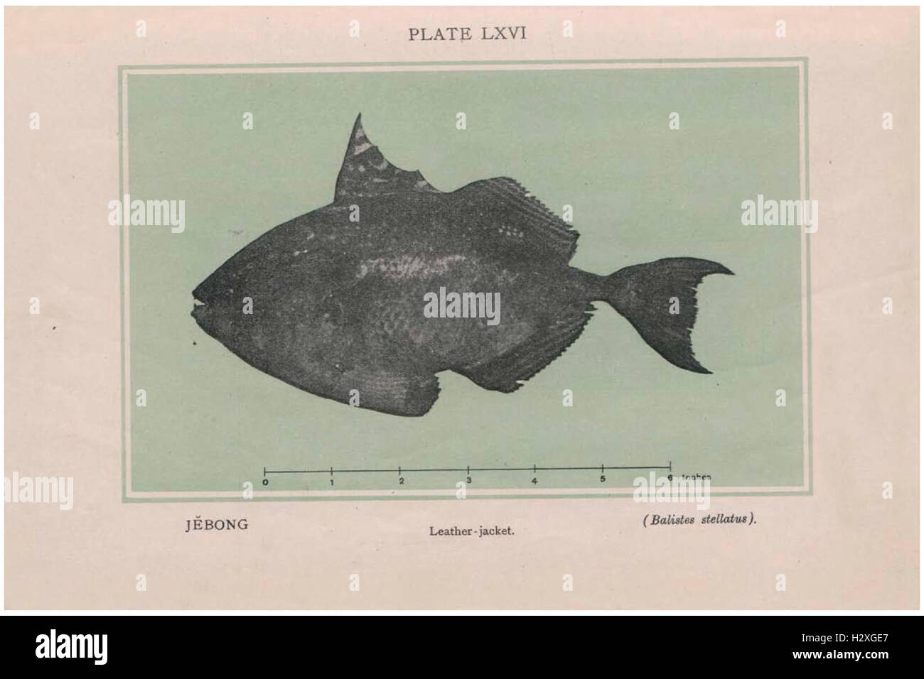 This work provides a comprehensive description of fish species found in ...