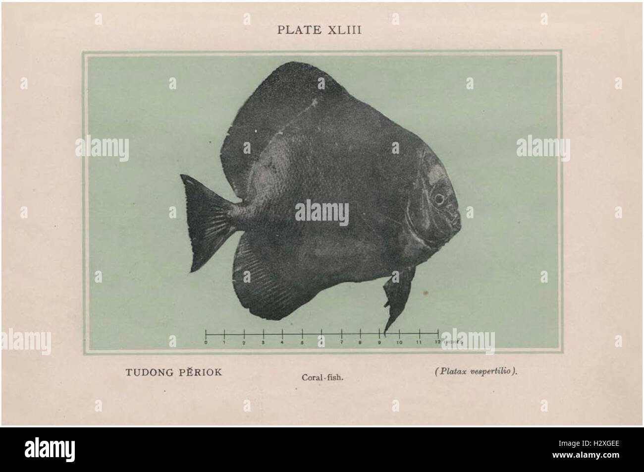 This plate features various species of Malayan fish, highlighting their ...