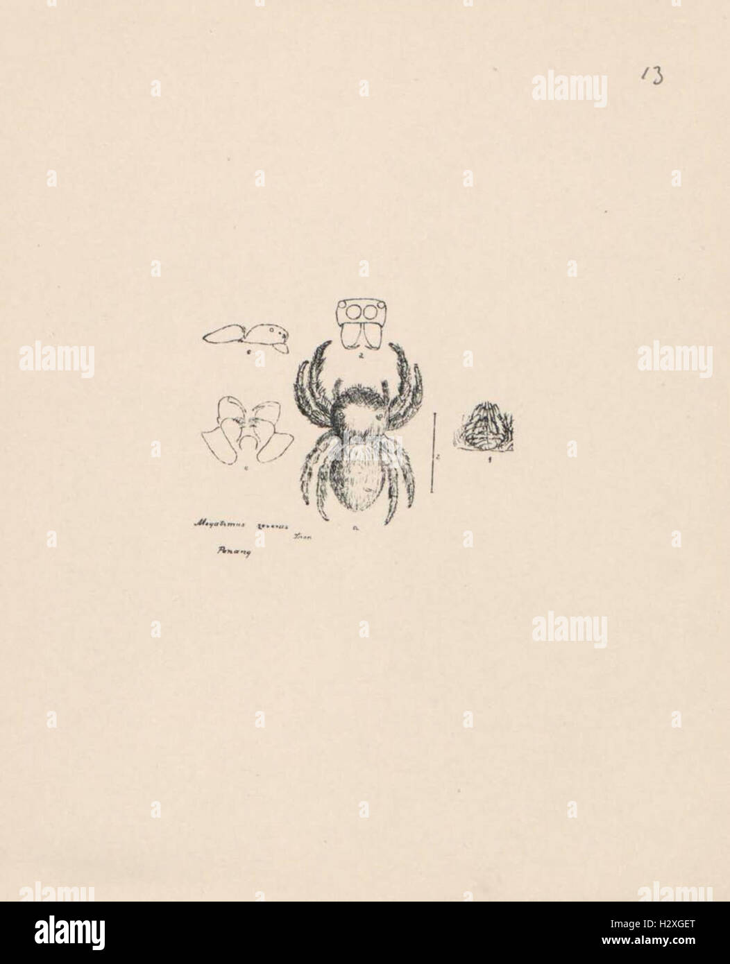 Diverse morphology of spiders hi-res stock photography and images - Alamy