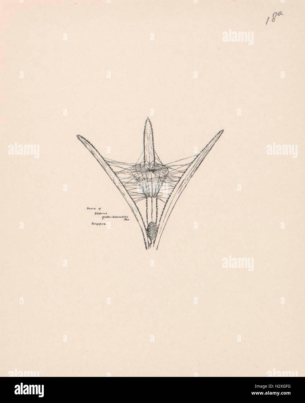 'Malaysian Spiders' provides an in-depth study of the diverse spider ...