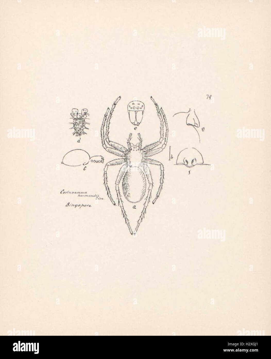 A study of spider species native to Malaysia, documenting their ...