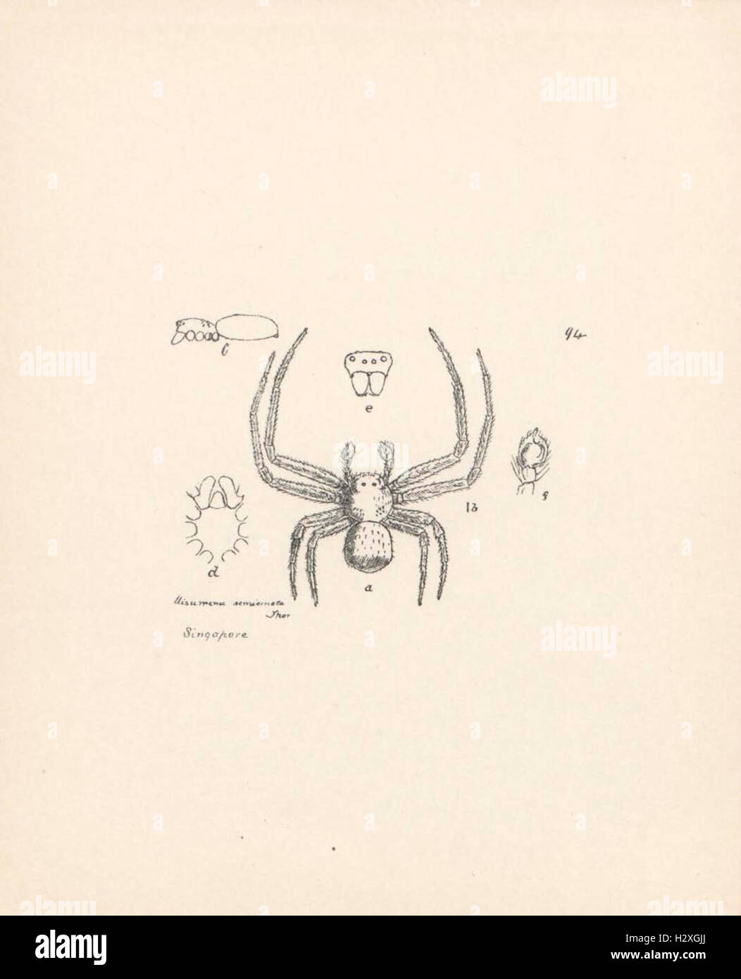 Diverse morphology of spiders hi-res stock photography and images - Alamy