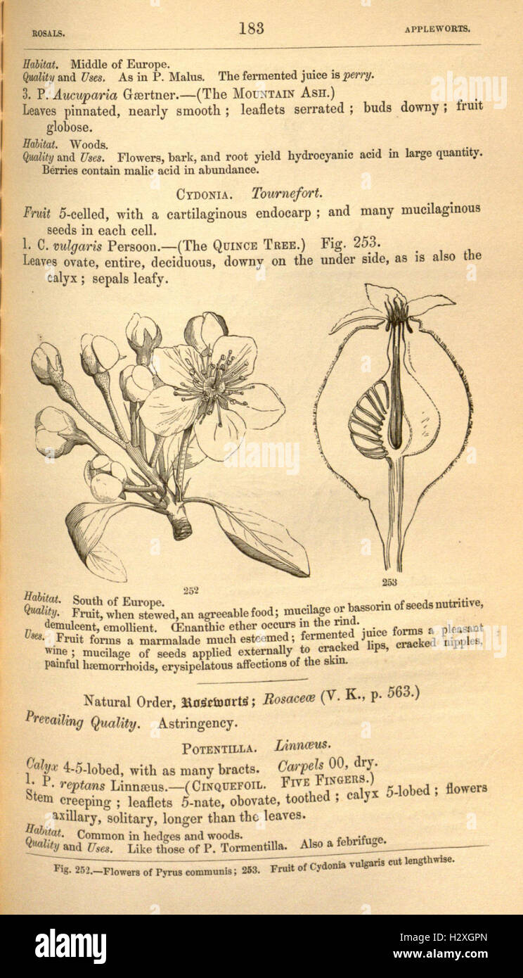 This work explores the medicinal and economic uses of plants, focusing ...