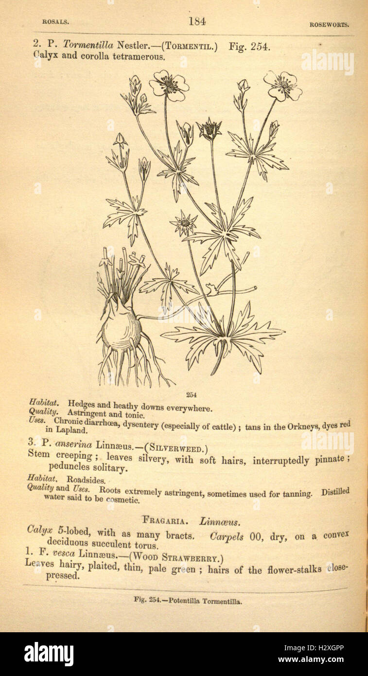 A text on the medical and economic uses of plants, exploring their ...