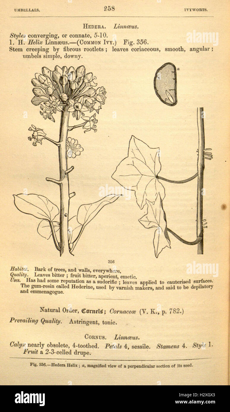 A guide to the medicinal and economic uses of plants, discussing their ...