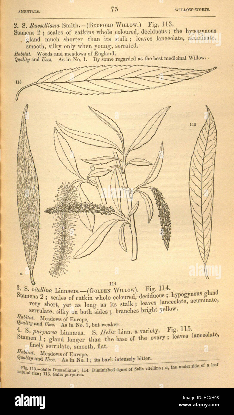 This work explores the intersection of medicine and botany ...