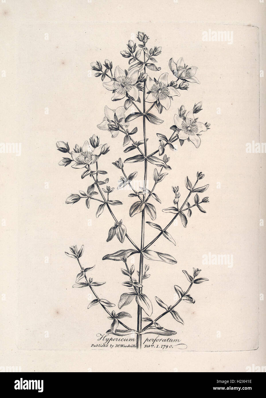 This plate from 'Medical Botany' illustrates various plants used in ...