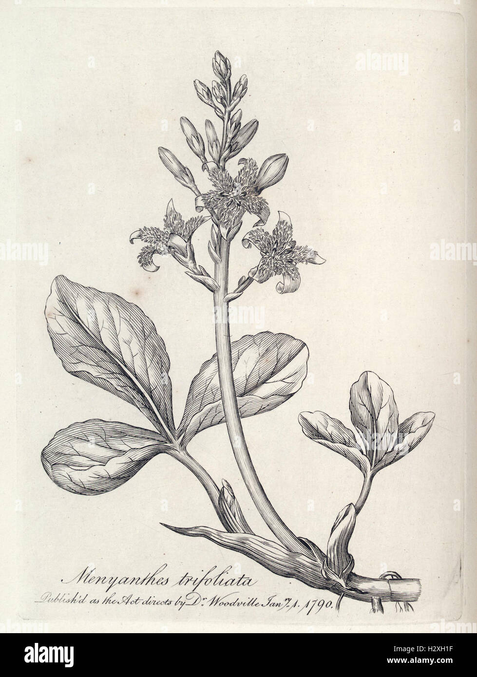 A medical botany work featuring detailed illustrations of plants with ...