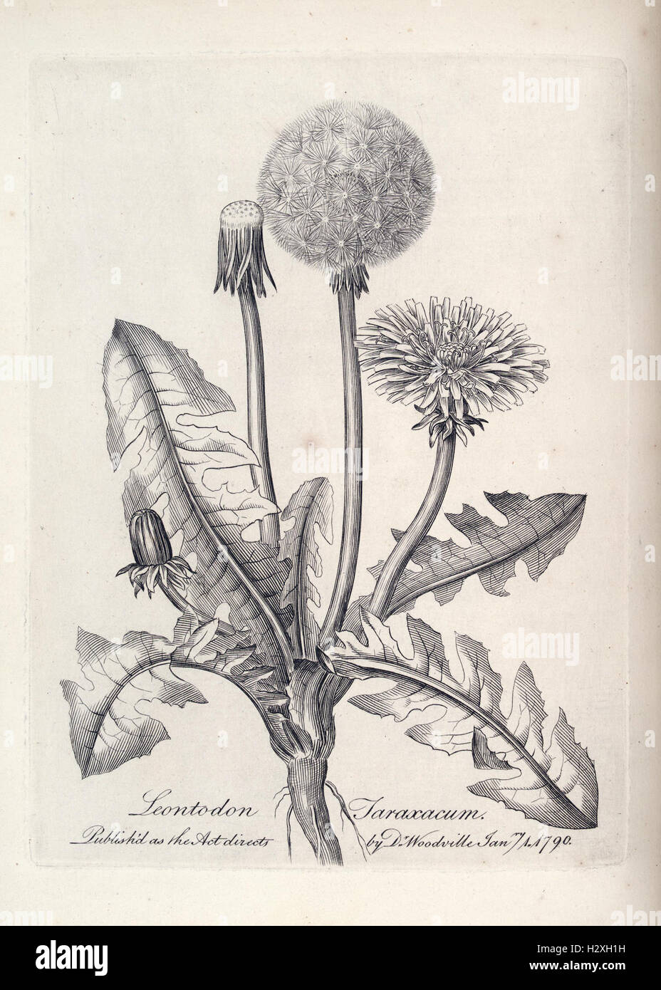 This work in medical botany illustrates various plants used in ...