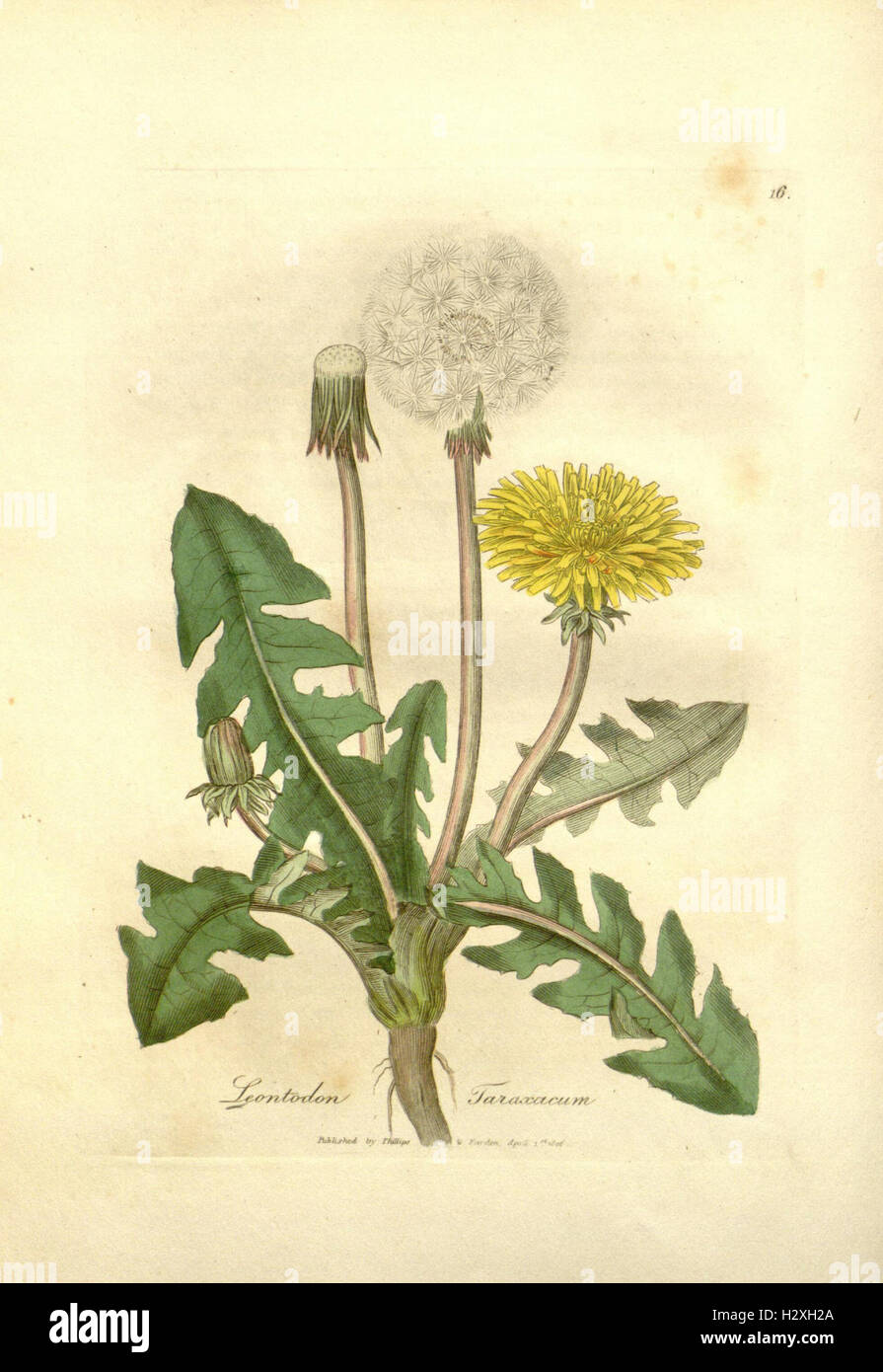 A medical botany illustration showing plant species with medicinal ...