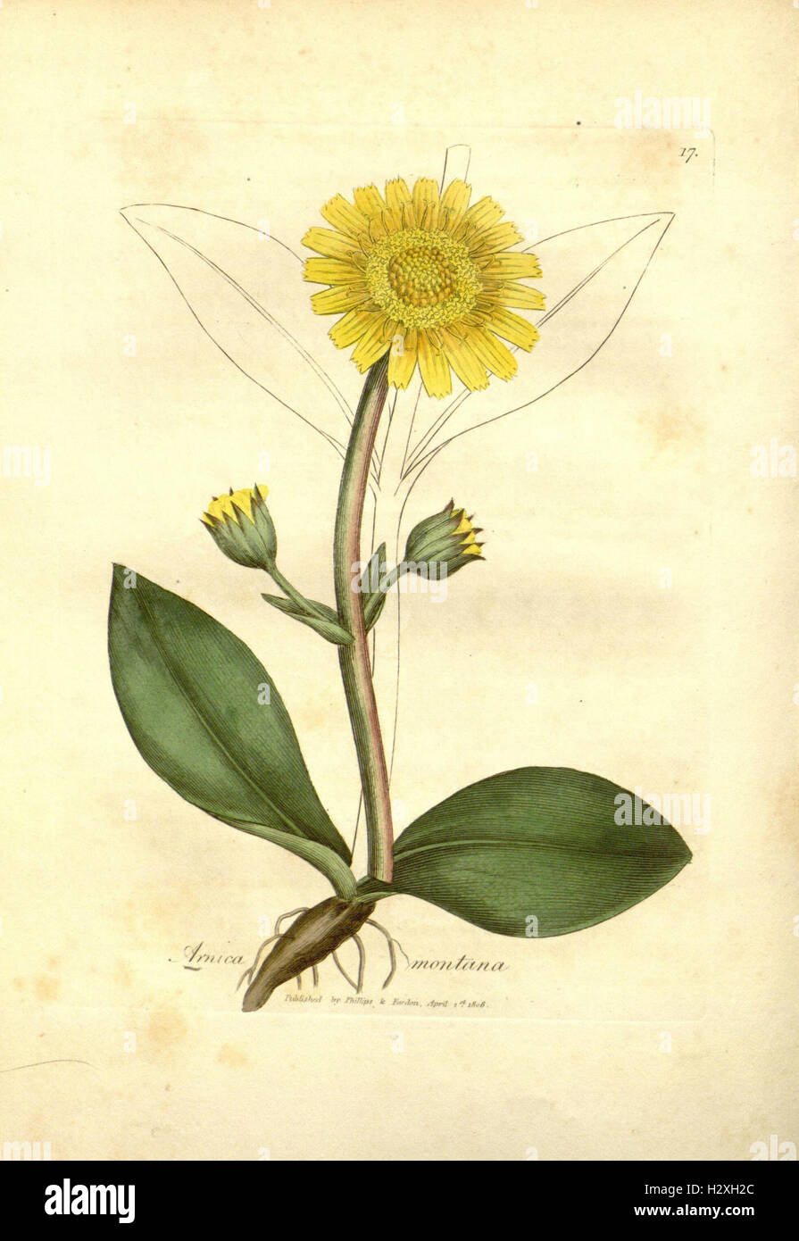 This plate from a medical botany work illustrates plants with medicinal ...