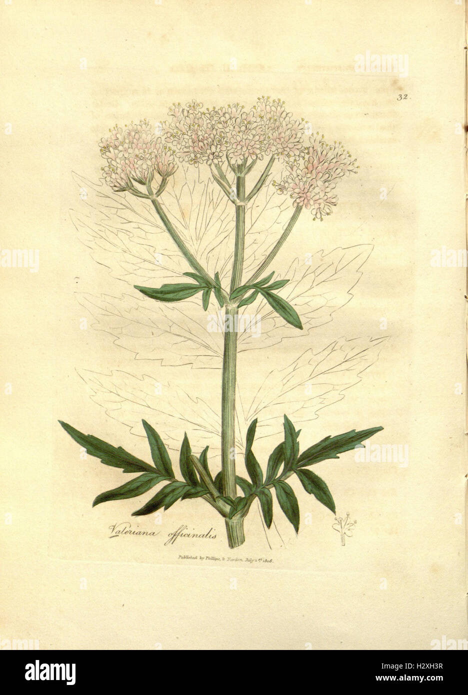 An illustrated guide to medical botany, focusing on the identification ...