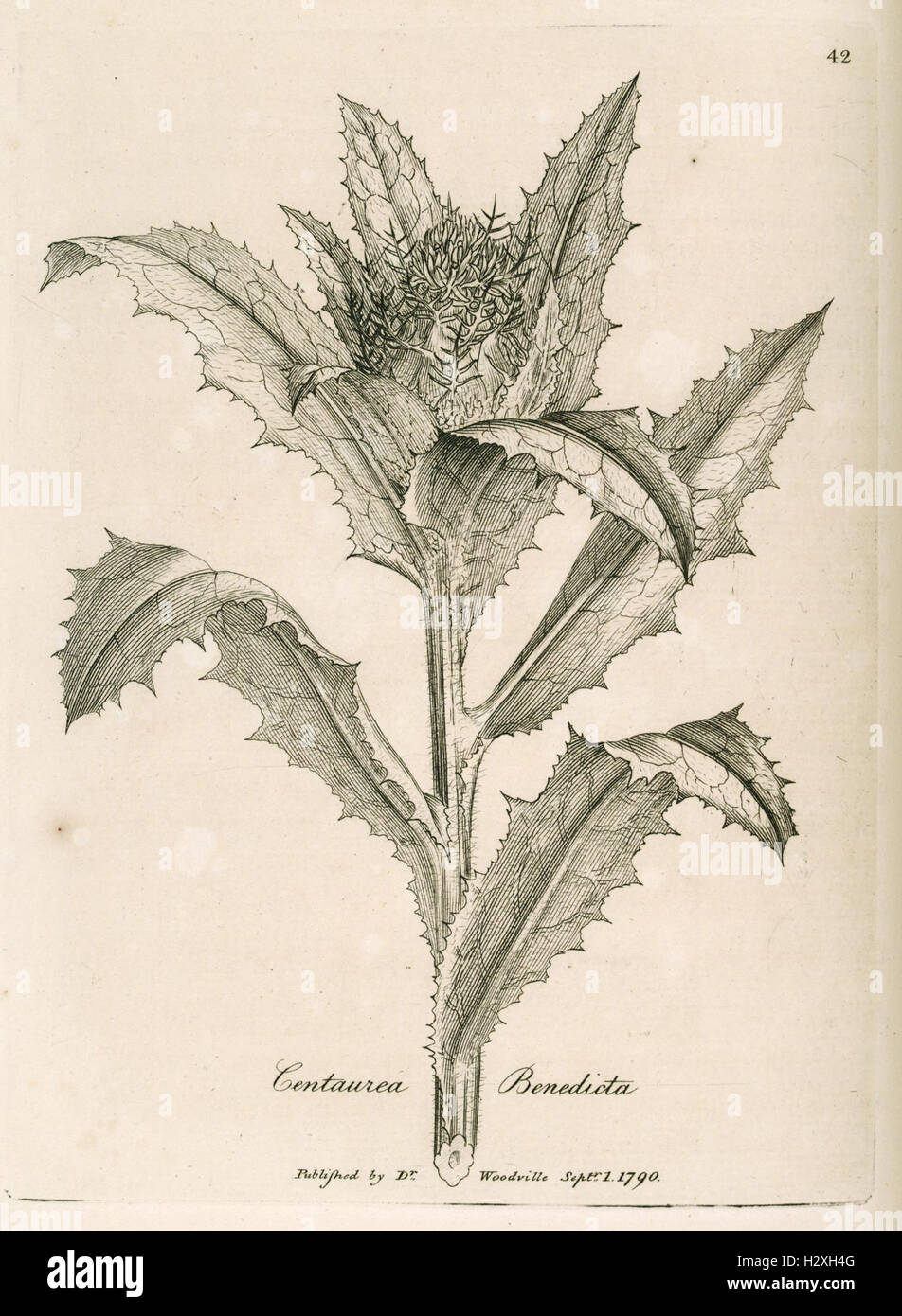 *Medical Botany* explores the use of plants for medicinal purposes ...