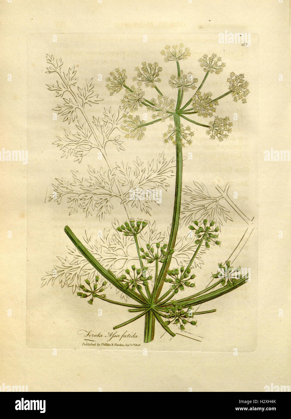 Medical botany (Plate 43) BHL91 Stock Photo - Alamy