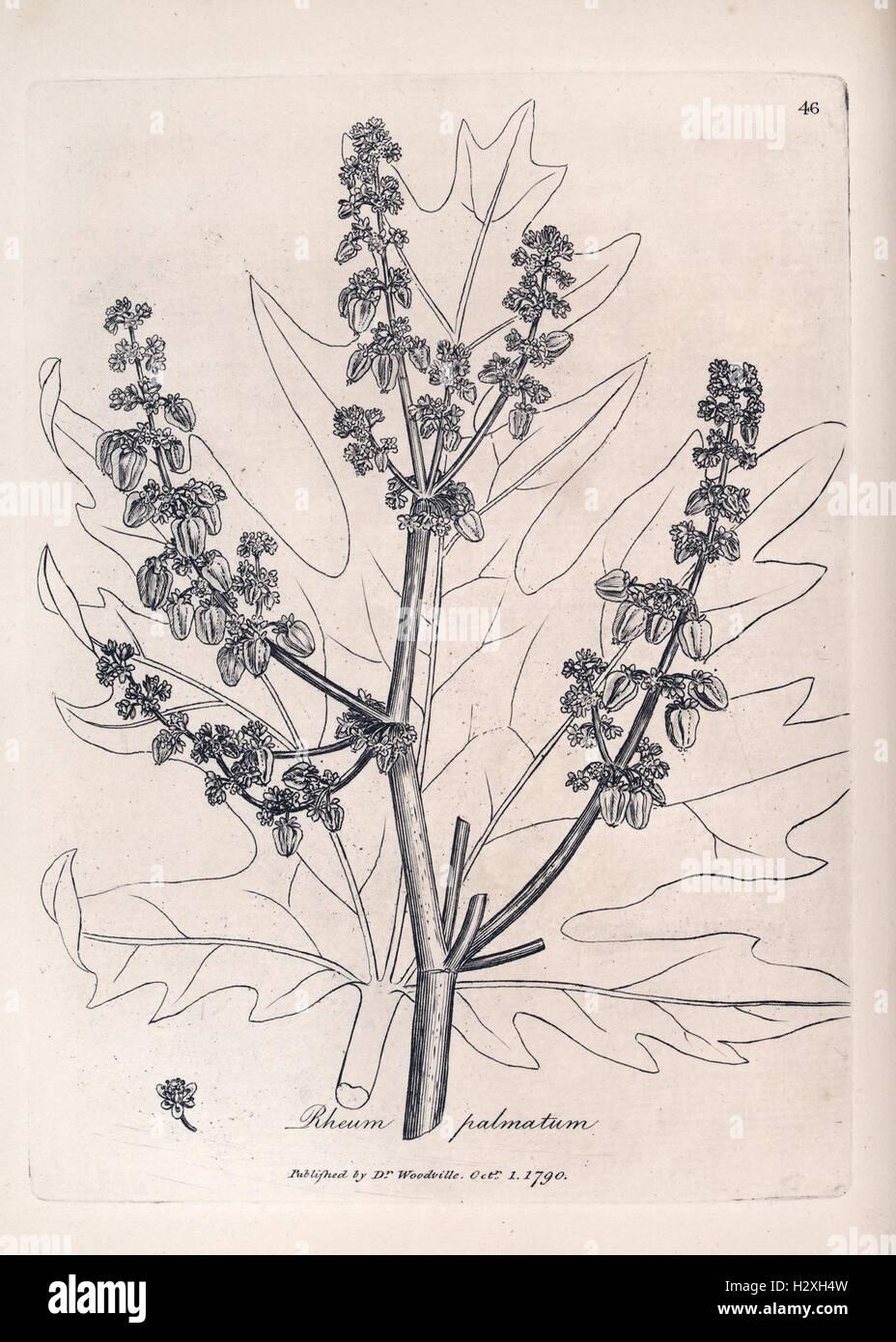 This plate from 'Medical botany' illustrates the medicinal properties ...