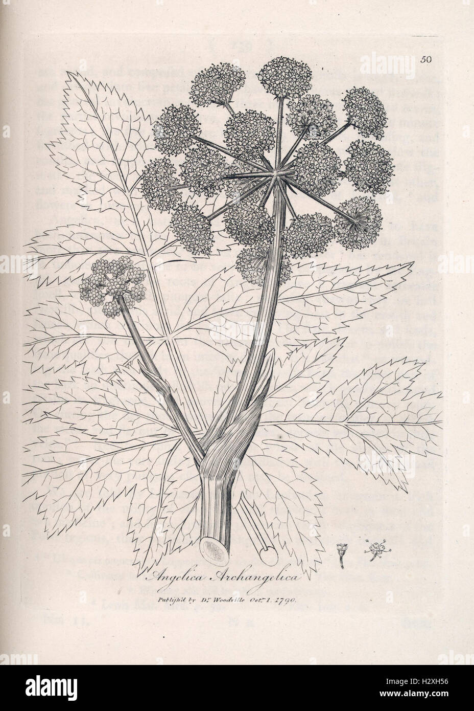 Medical botany explores the medicinal uses of plants, detailing their ...
