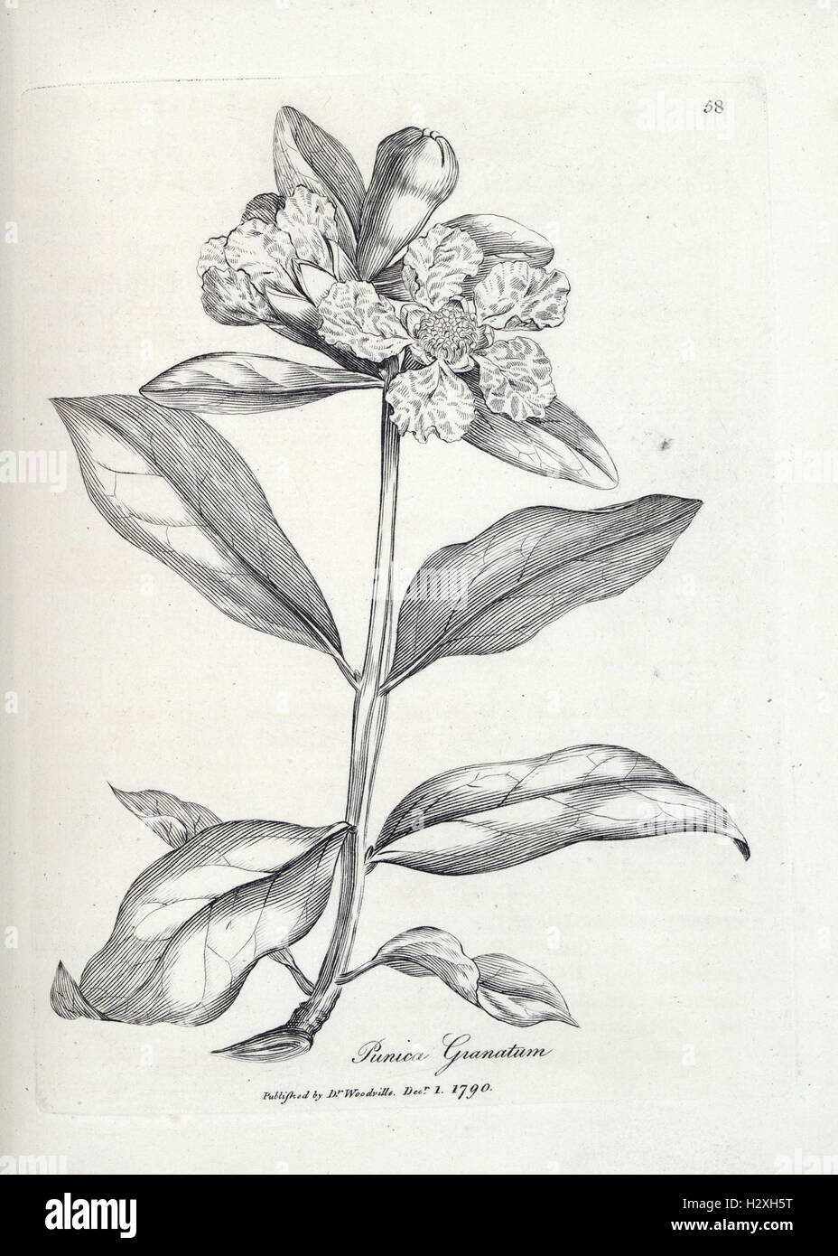 Plate 58 from 'Medical Botany' showcases a detailed illustration of ...