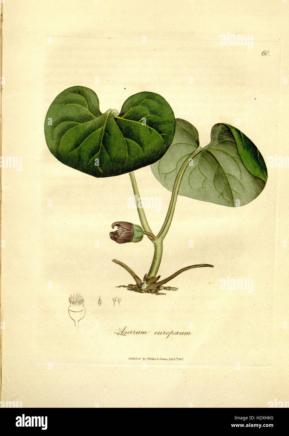 This plate from a medical botany text highlights plants with medicinal ...