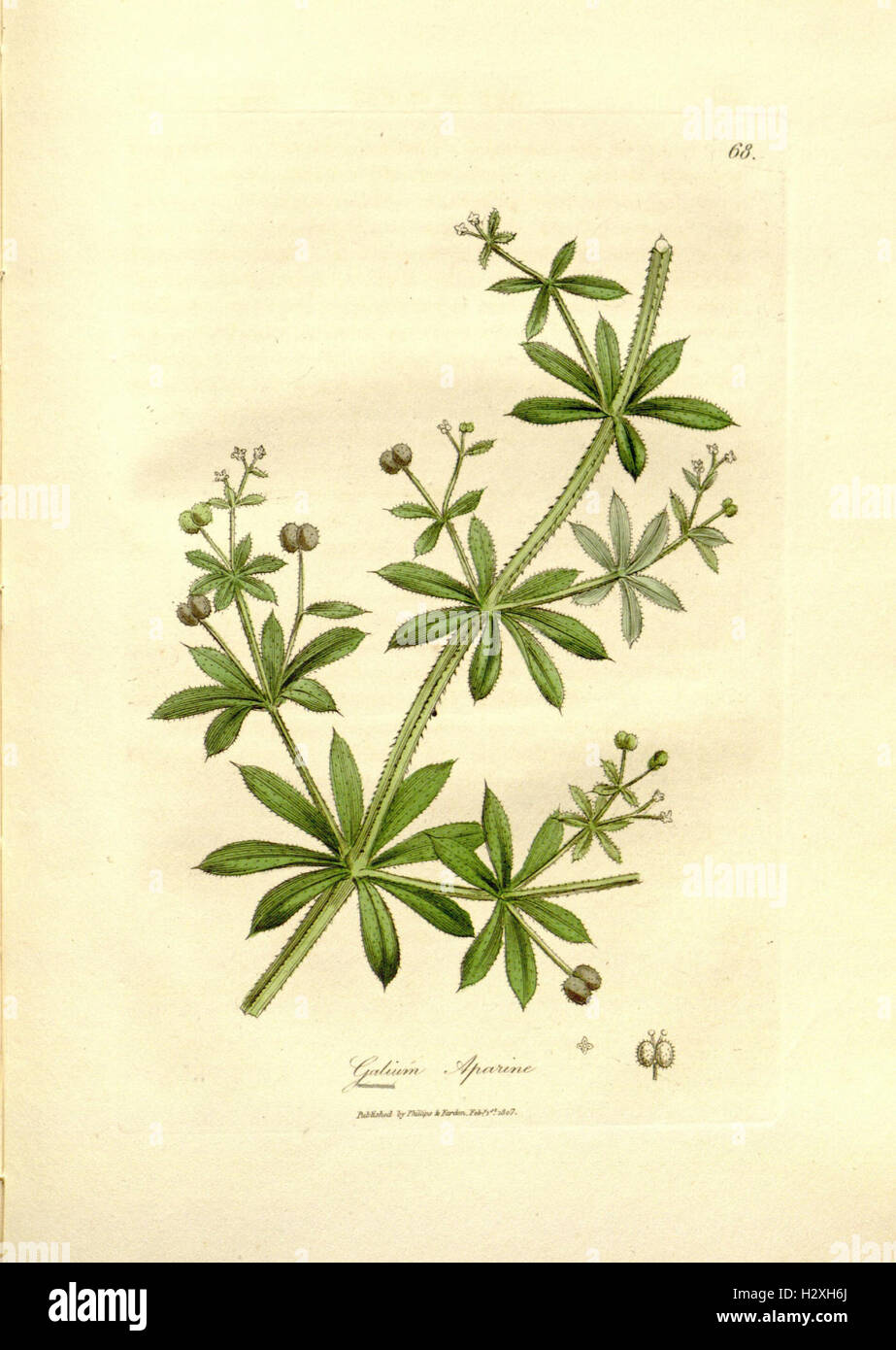 Medical botany explores the medicinal uses of plants, with Plate 68 ...