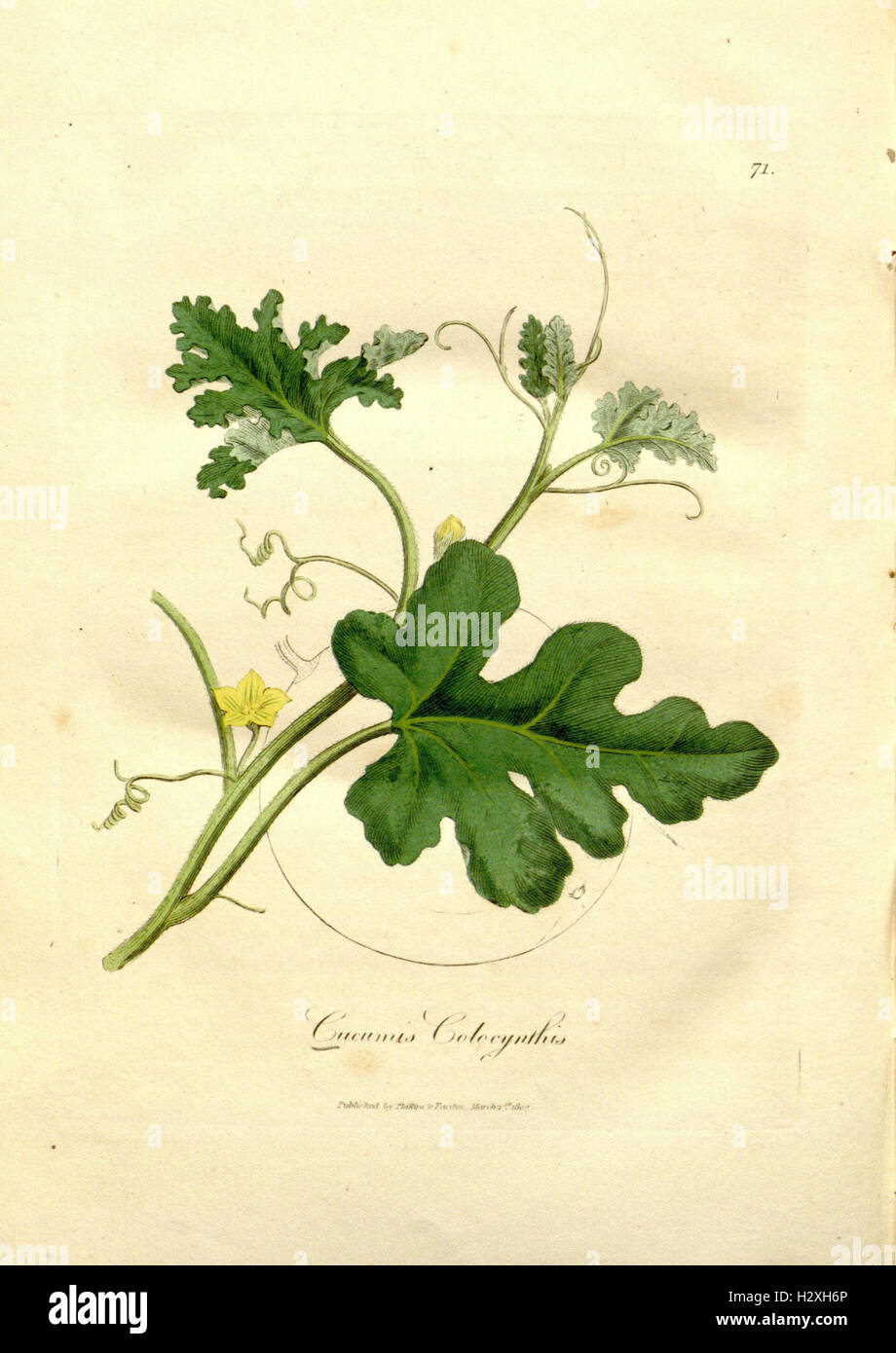 'Medical Botany' explores the use of plants for medicinal purposes ...