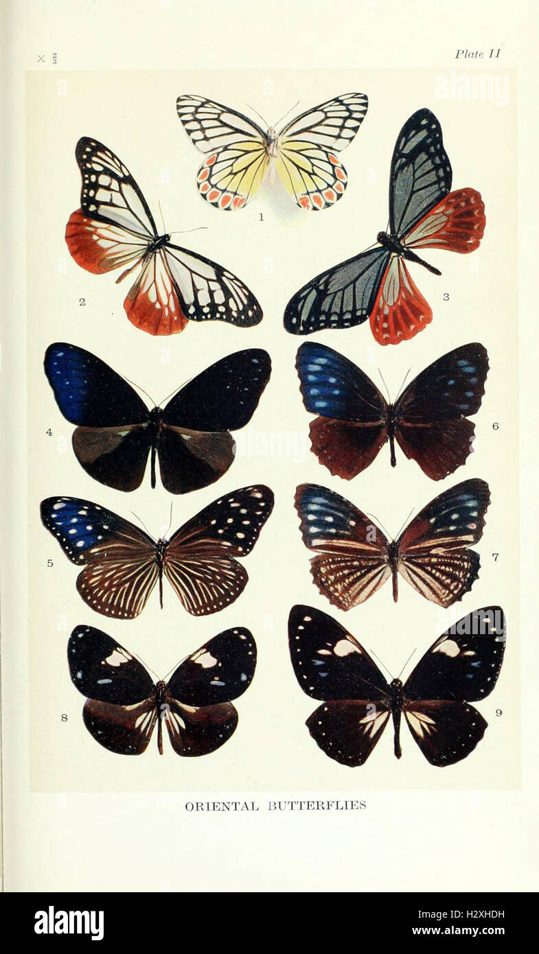 This work explores the phenomenon of mimicry in butterflies, examining ...