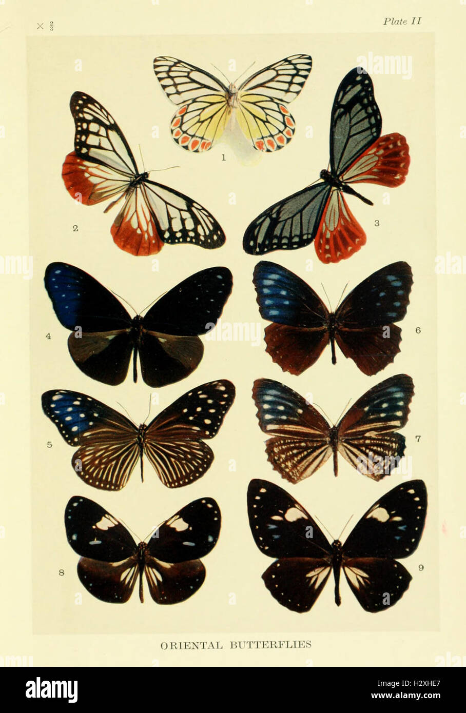 Mimicry in butterflies explores how certain butterfly species use ...