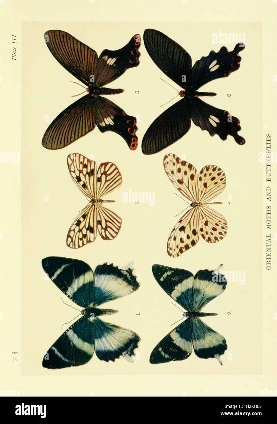 This work explores the phenomenon of mimicry in butterflies, focusing ...