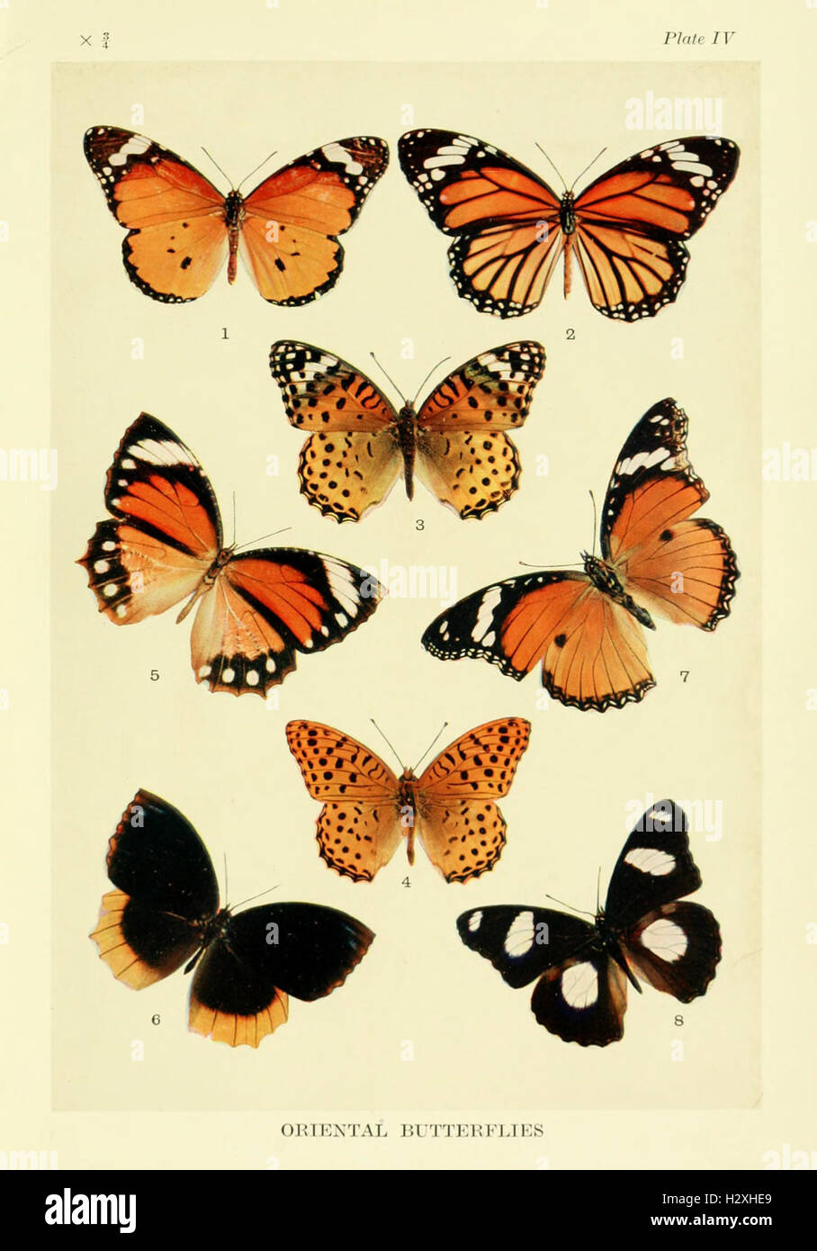 A study of mimicry in butterflies, focusing on the adaptations that ...