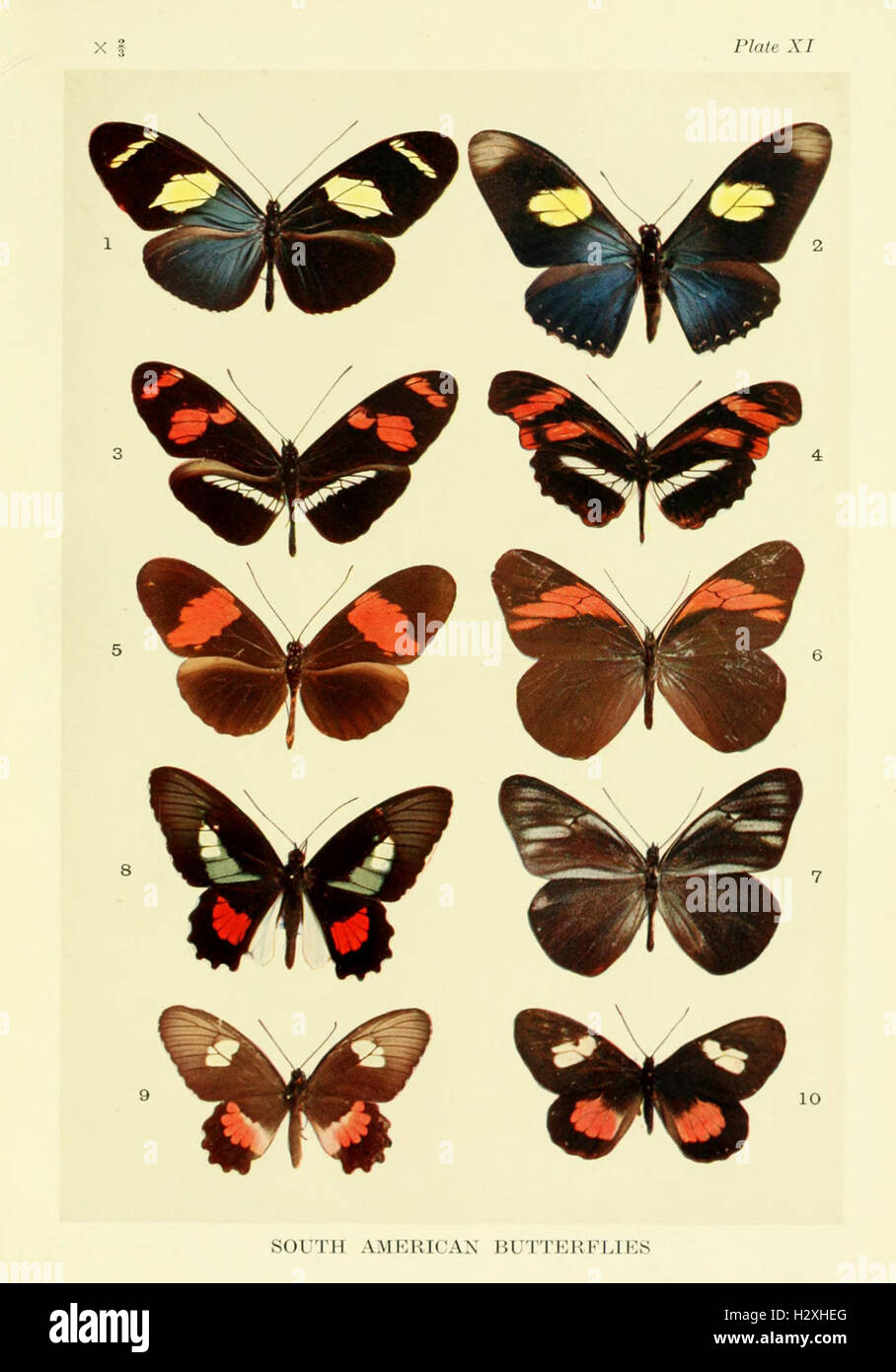This work explores the phenomenon of mimicry in butterflies, detailing ...
