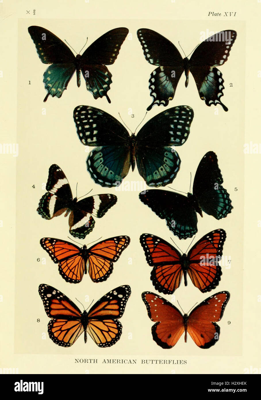 This work explores the phenomenon of mimicry in butterflies, where ...