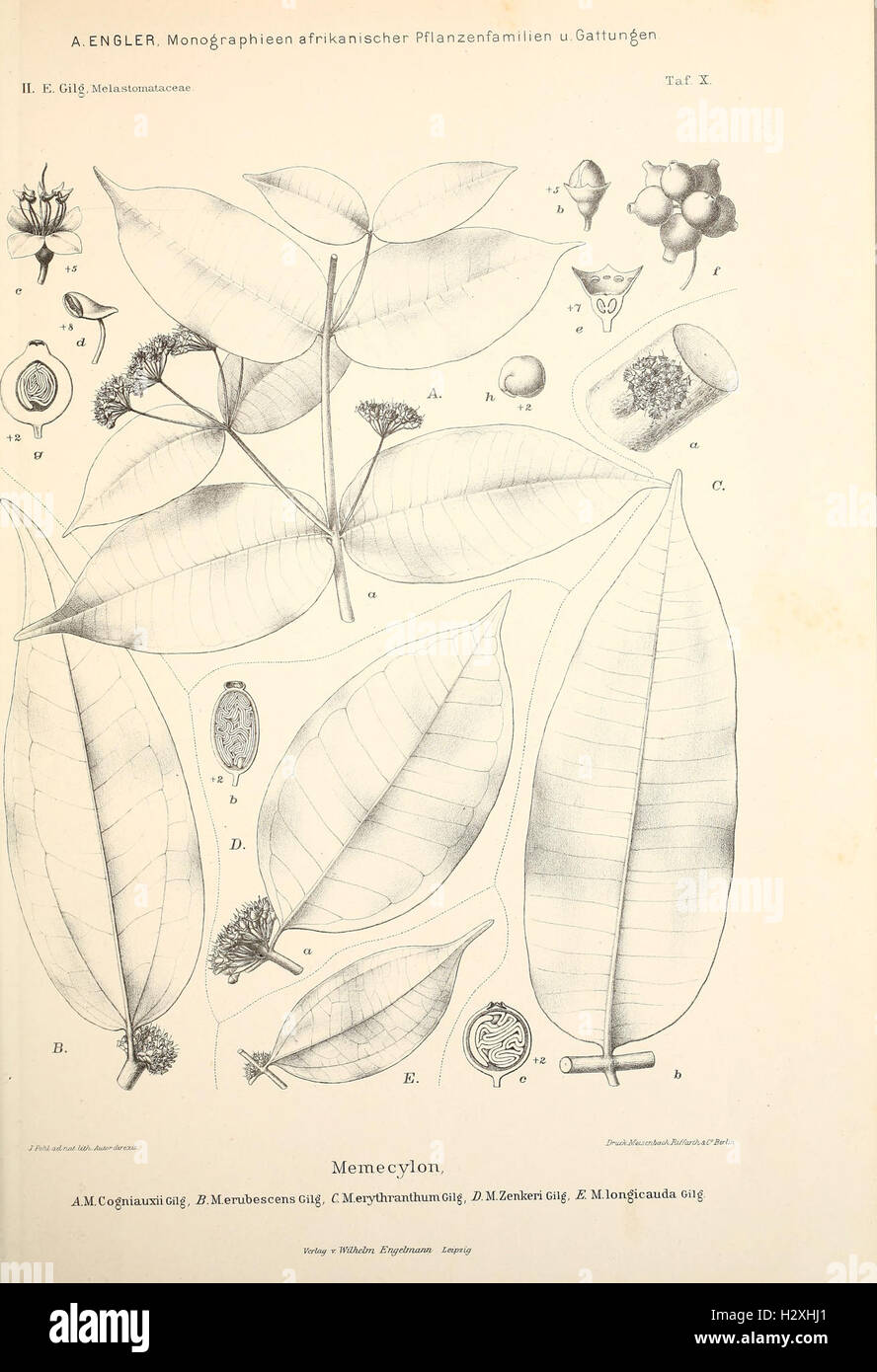 A comprehensive monograph on African plant families and genera ...
