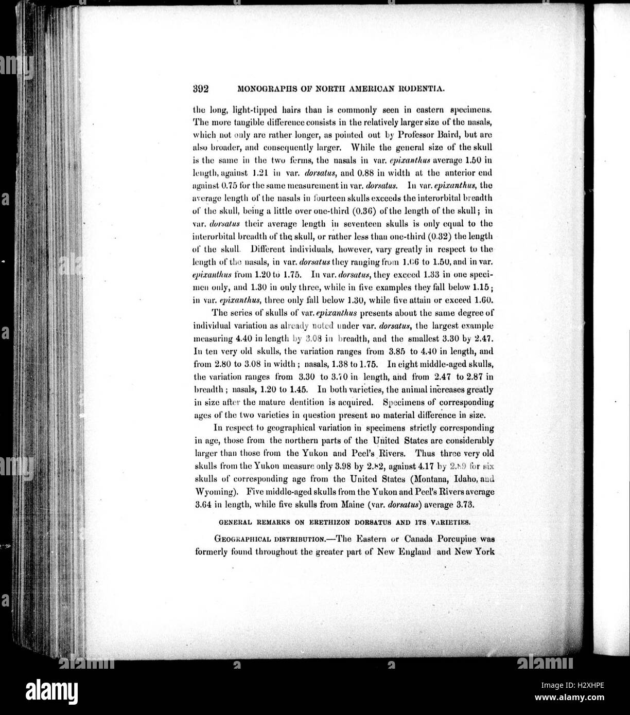 Various rodent Black and White Stock Photos & Images - Alamy