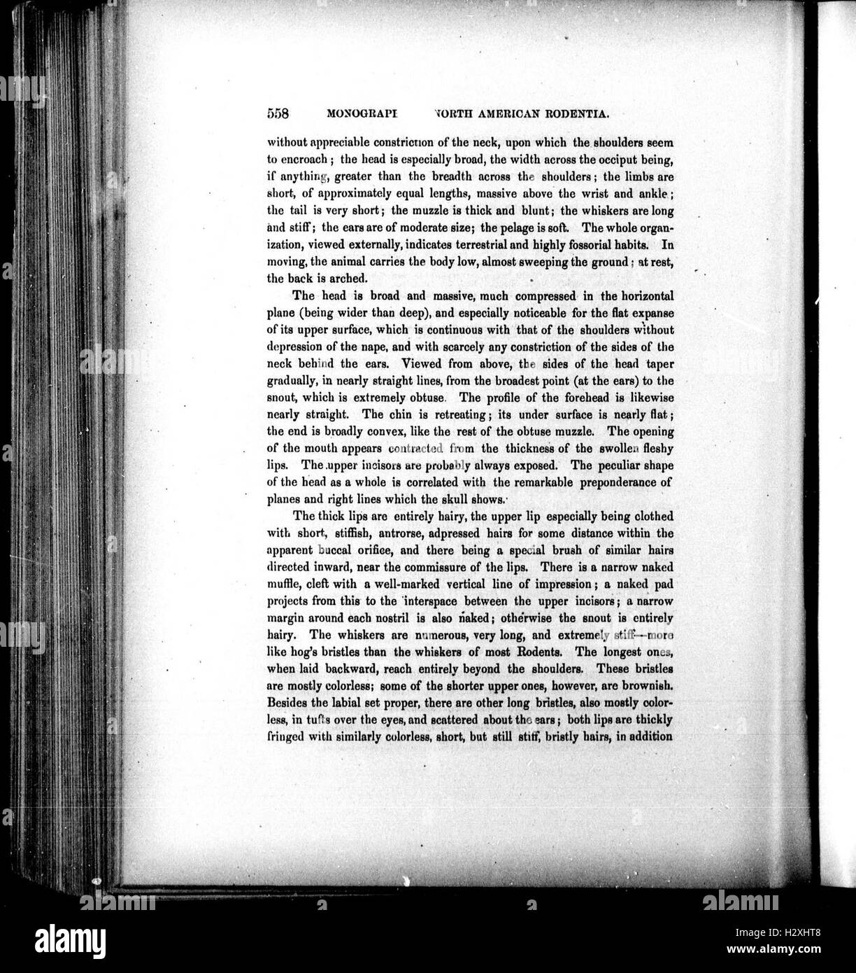 This monograph provides detailed descriptions of North American rodent ...