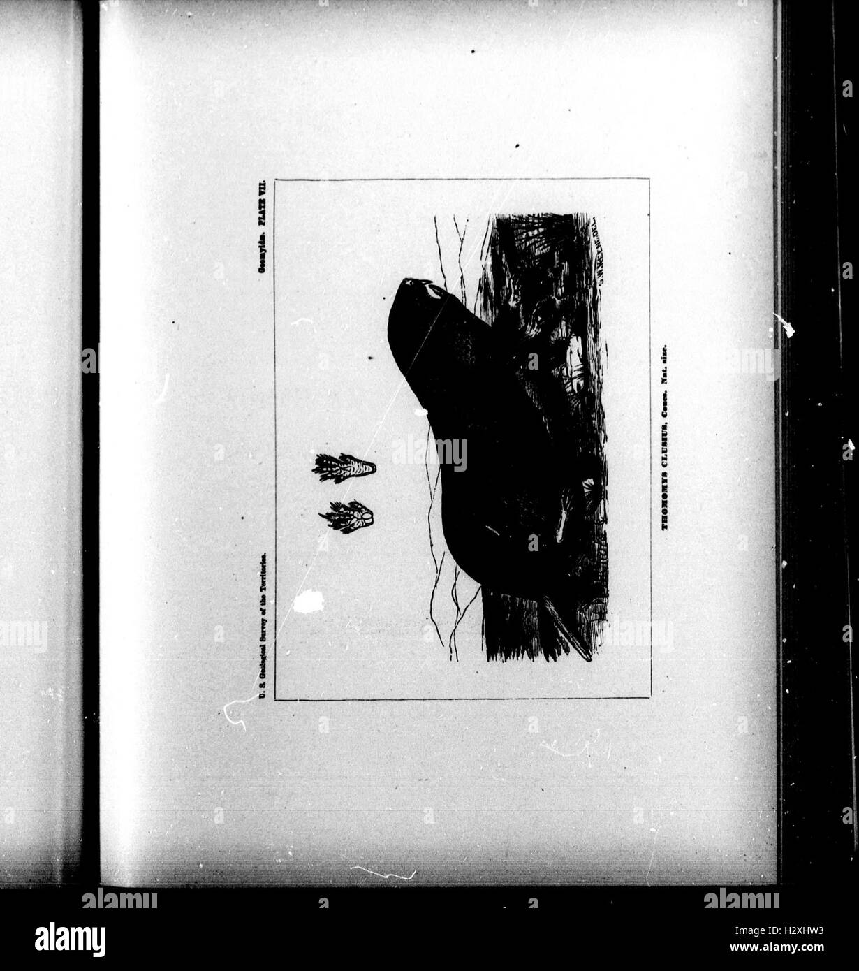 A detailed study of North American rodents, with a focus on their ...