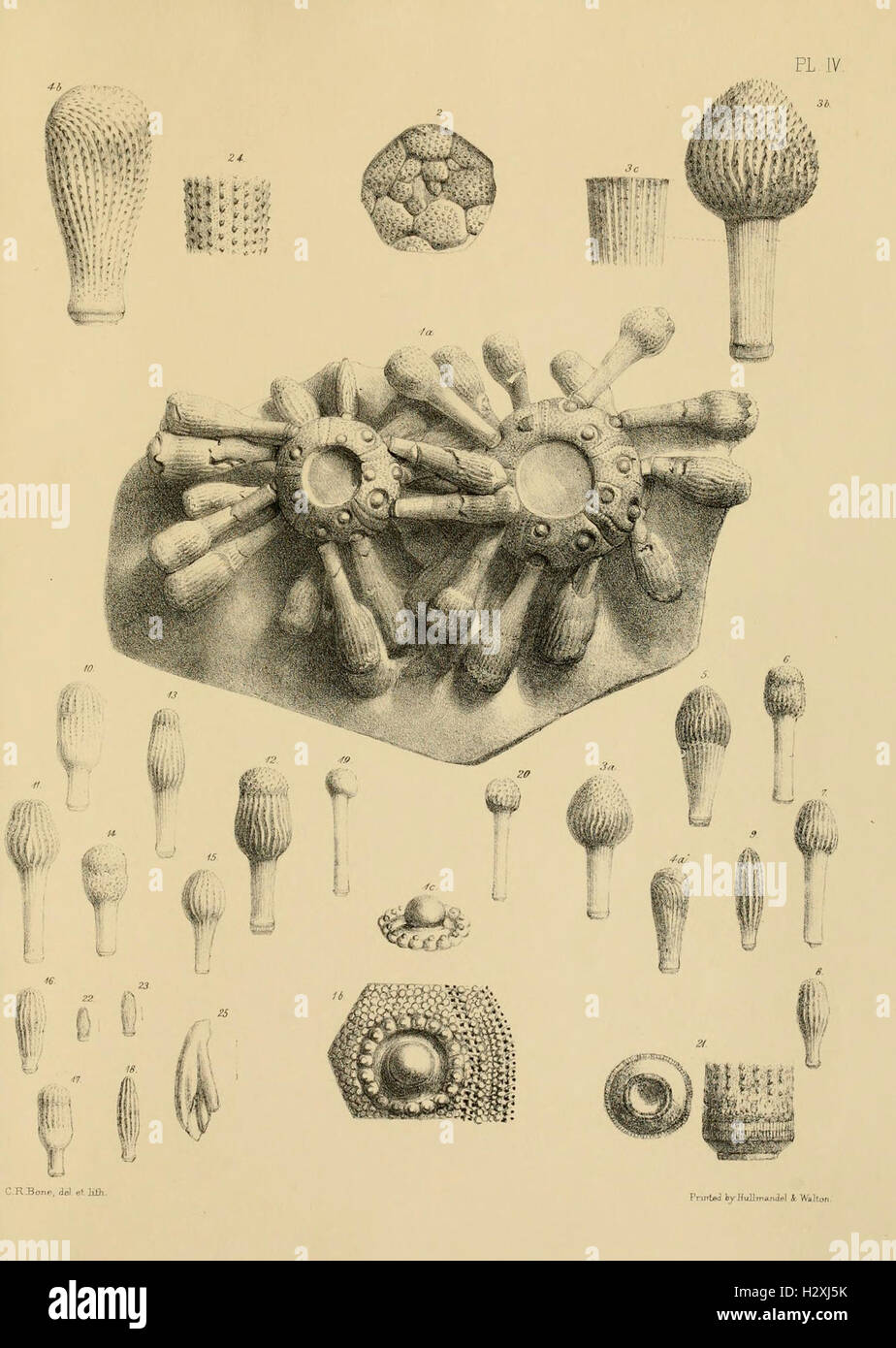 This monograph presents detailed research on the British fossil ...