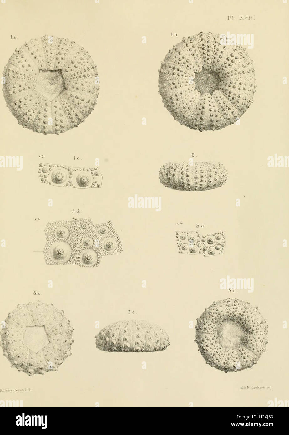 This monograph details the fossilized echinoderms from the Cretaceous ...