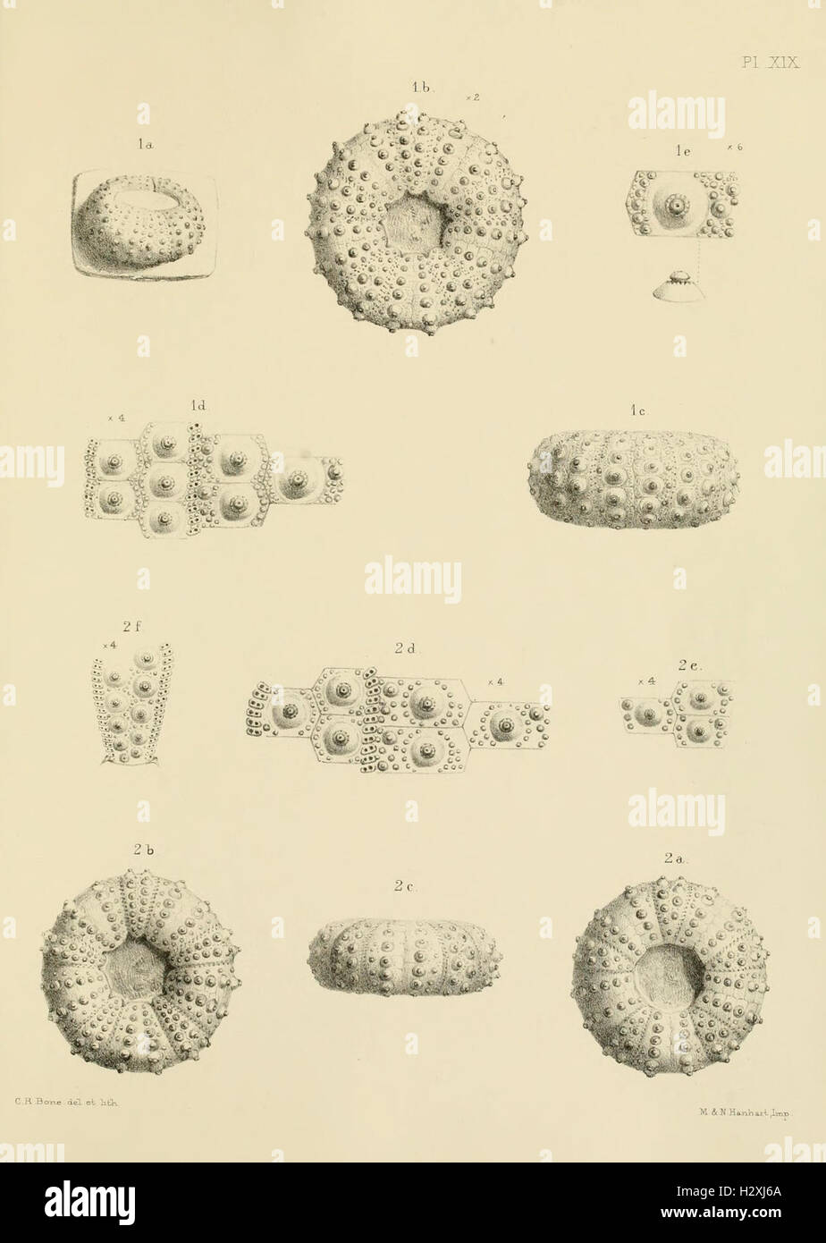 This monograph provides a detailed study of fossil echinoderms from the ...